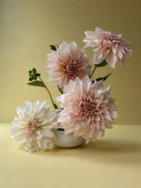 Cafe au Lait – Greenhills Flower Farm